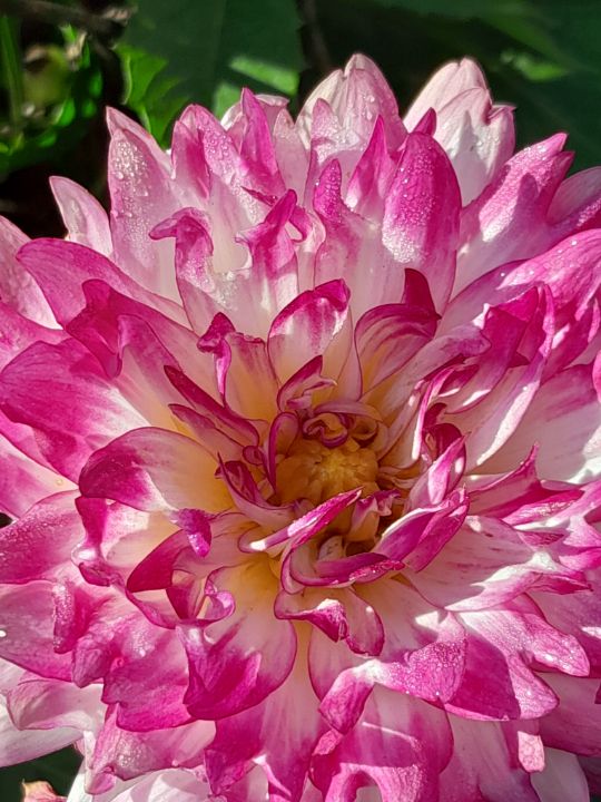 Happy Dahlia - Fries River Gallery - Photography, Flowers, Plants ...