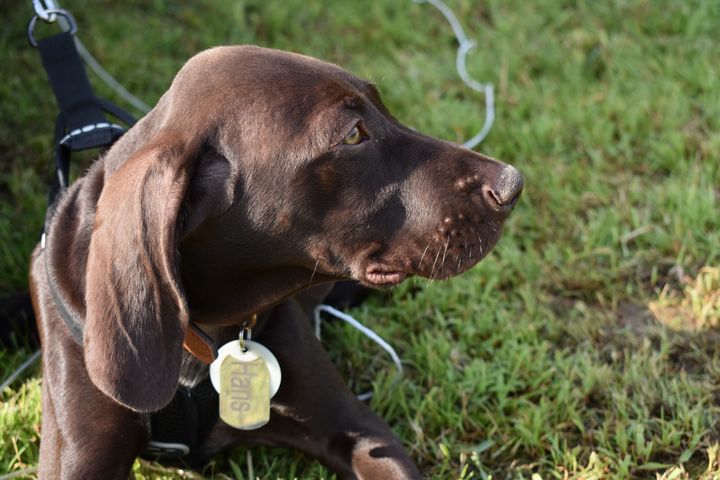 Hans Enjoying Summer - Spencer Reece - Photography, Animals, Birds ...