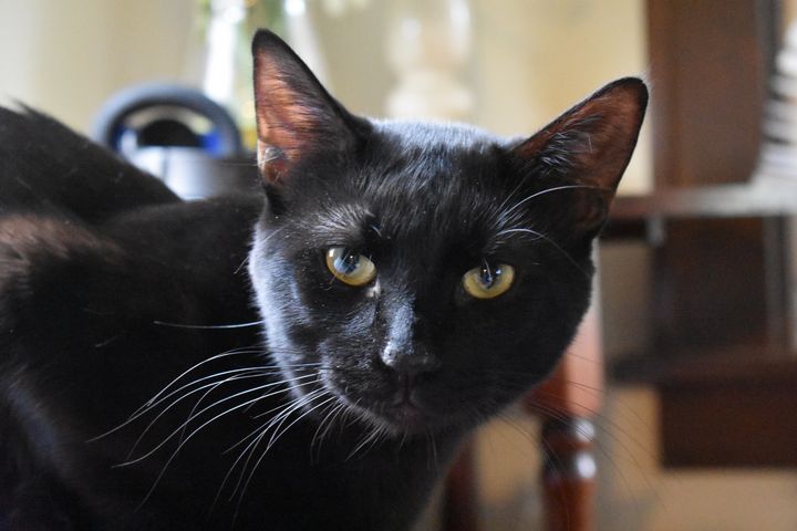 Groot's Blue Steel - Spencer Reece - Photography, Animals, Birds ...