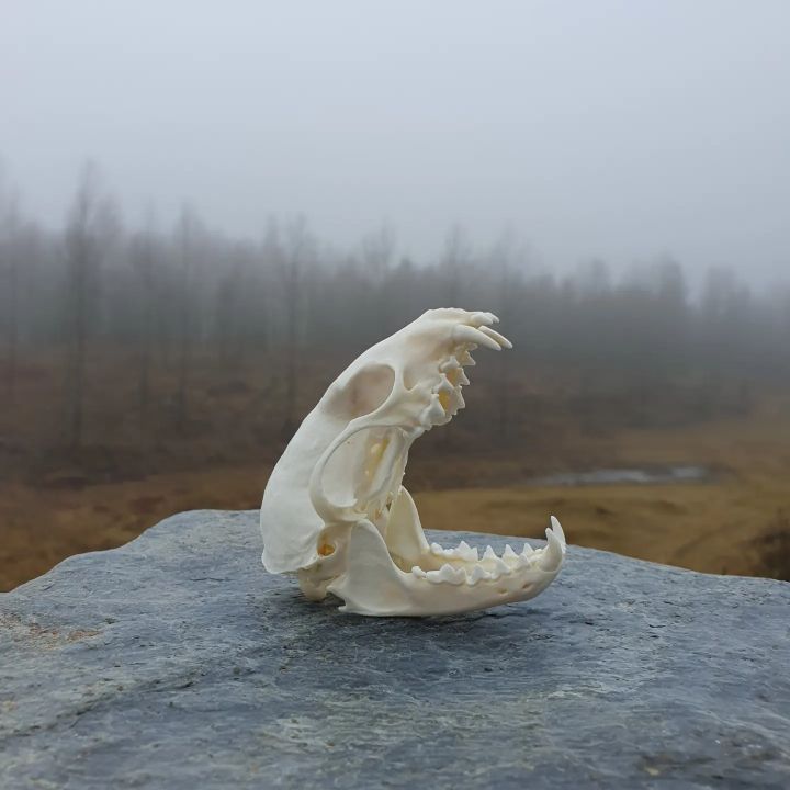 Badger mist - Troféidé - Digital Art & AI, Animals, Birds, & Fish ...