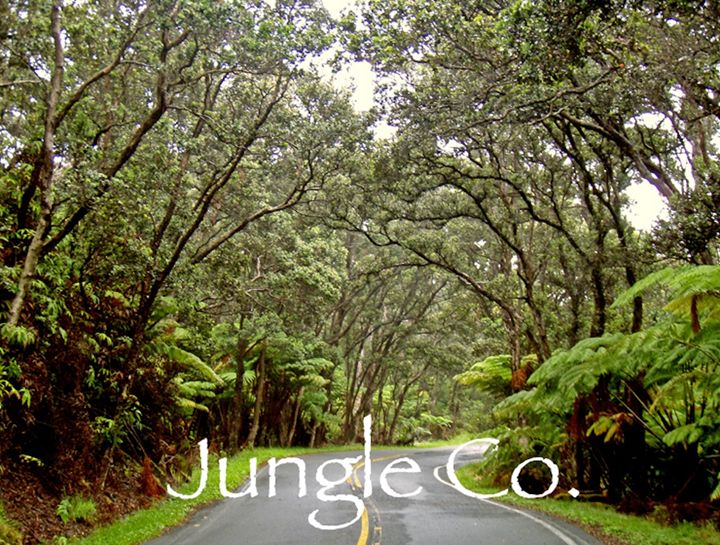 Jungle Oasis - Steezy art - Photography, Landscapes & Nature, Forests ...