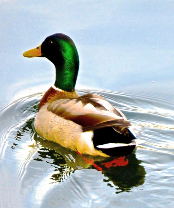 Swimming in a Silver Pond - Ken Lerner Fine Art Photography ...