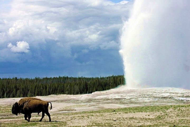 Faithful Bison - weird sumbuk images - Photography, Animals, Birds ...
