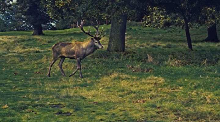 Master of a forest - Alex Chernov - Digital Art, Landscapes & Nature ...