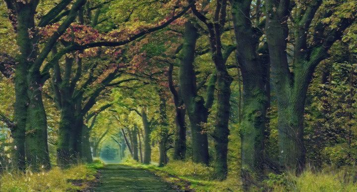 Row of trees avenue - Alex Chernov - Digital Art & AI, Landscapes ...