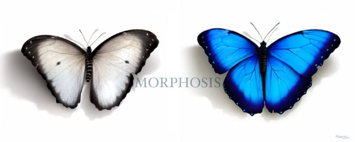 Morphosis - Doug Lockyer Art - Digital Art & AI, Animals, Birds, & Fish ...