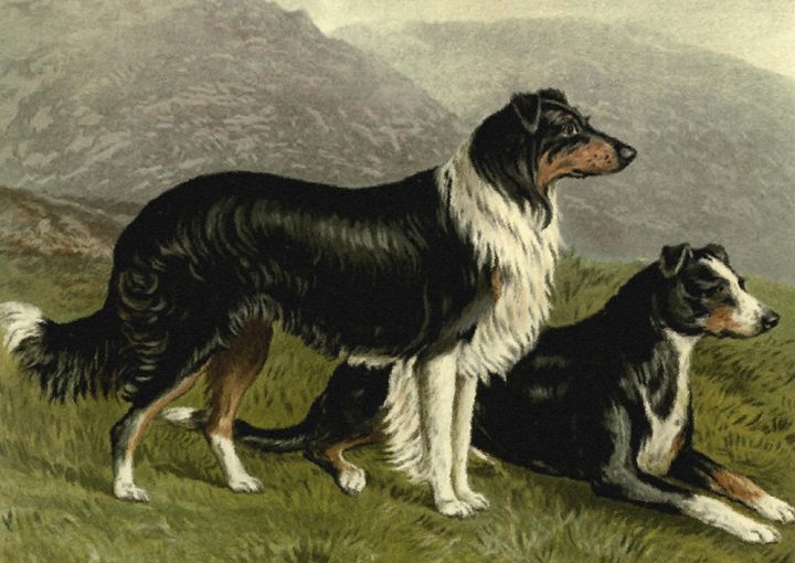 Old English Sheep Dogs (1881) - Rogers Art Shop - Digital Art, Animals ...