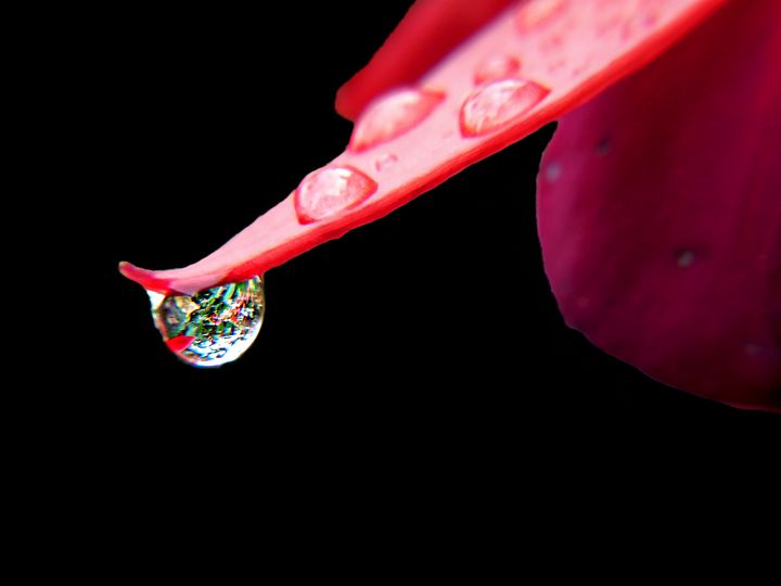 Raindrop - Rogers Art Shop - Photography, Flowers, Plants, & Trees ...