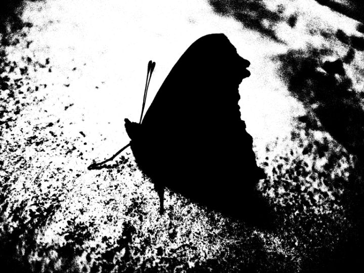 Parpalhon (Butterfly) - Thomas Baudoin - Photography, Animals, Birds ...