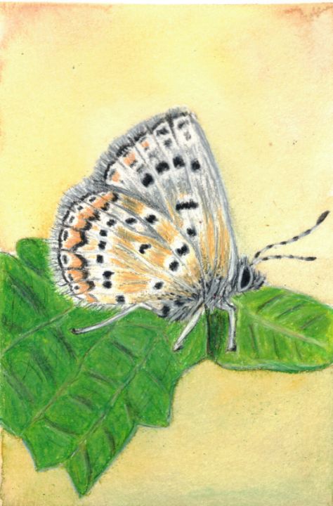Delicate Butterfly - Purple Lily Art - Drawings & Illustration, Animals ...