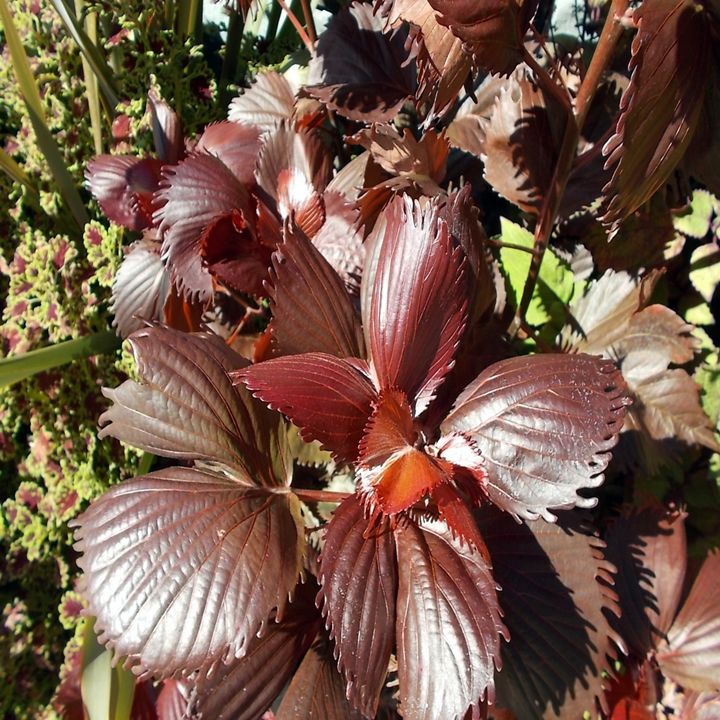 Bronze Leaves - Leigh's Gallery - Photography, Flowers, Plants, & Trees ...