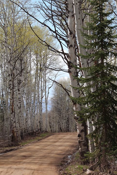 Birch Walk - Beauty of Nature - Photography, Landscapes & Nature, Paths ...