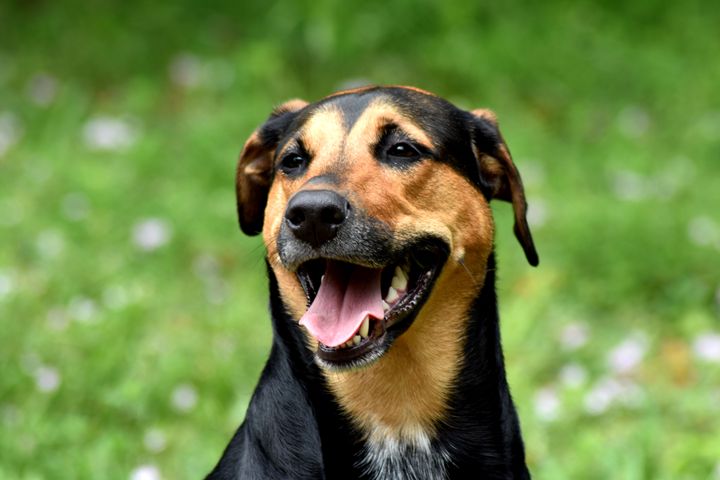 Smiley Dog - Floral Bliss Inc. - Photography, Animals, Birds, & Fish ...