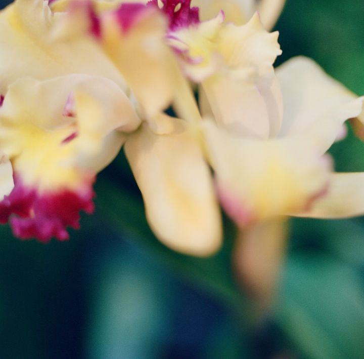 Abstract Flower: White - Aaron Schantz Adventure Photography ...
