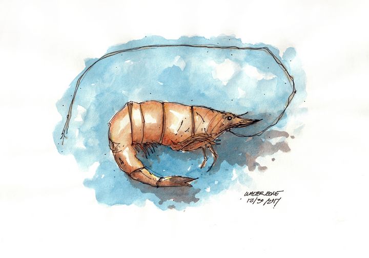 Shrimp - Buster Bone - Paintings & Prints, Animals, Birds, & Fish ...