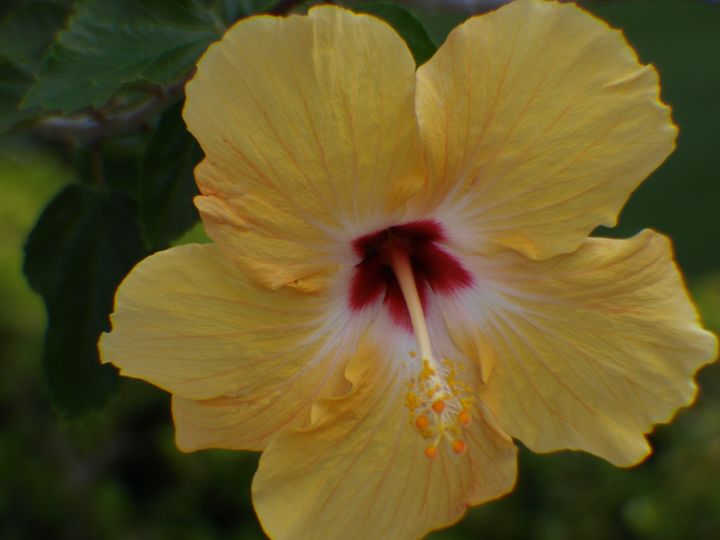Inside Yellow Flower - JAJ Photography - Photography, Flowers, Plants ...
