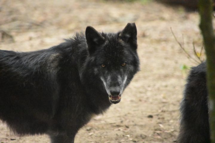 Black Wolf Watching - JAJ Photography - Photography, Animals, Birds ...