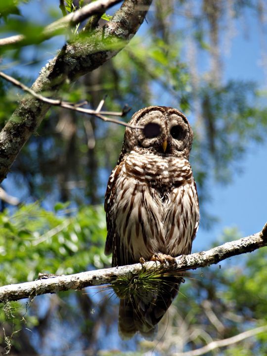 Owl in the Tree - JAJ Photography - Photography, Animals, Birds, & Fish ...