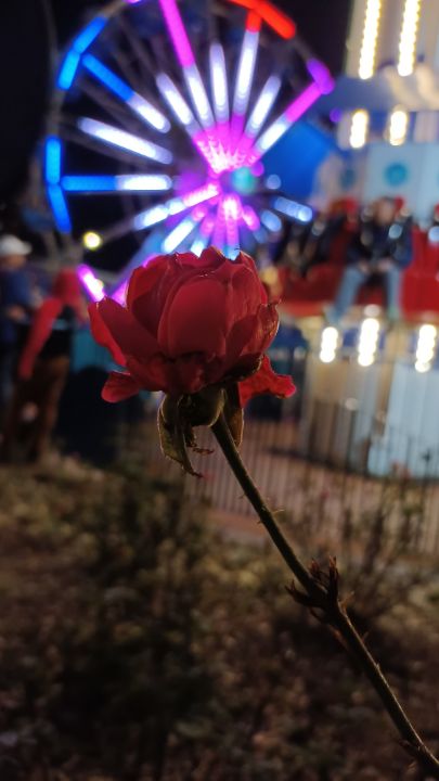 Distraction - Friday's corner - Photography, Flowers, Plants, & Trees ...