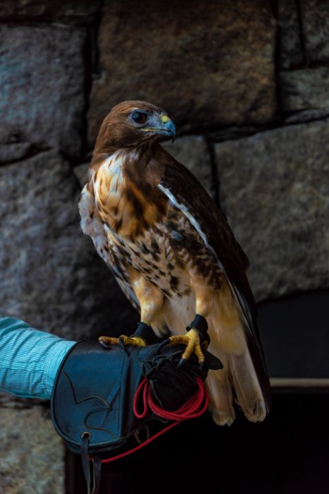 National Park Ranger with Hawk - Mo Knows Art - Photography, Animals ...