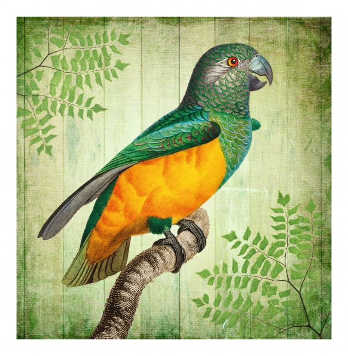 Green Parrot - The Jersey Shore Artist - Paintings & Prints, Animals ...