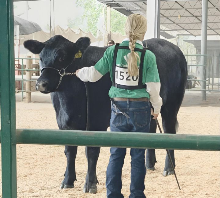 Waiting For The Judge - Chesapeake Farms LLC - Paintings & Prints ...