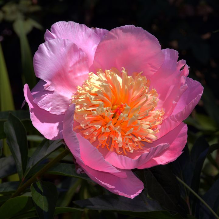 Pink Anemone Peony - Catherine Sherman - Photography, Flowers, Plants ...