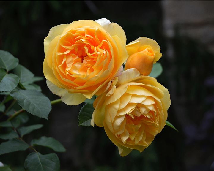 Yellow English Roses - Catherine Sherman - Photography, Flowers, Plants ...