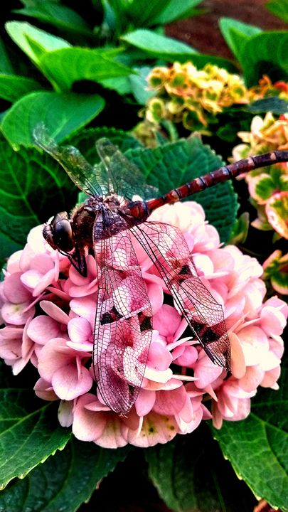 Dragon Fly Away - B Rittenhouse - Photography, Animals, Birds, & Fish ...