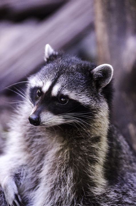 What? - Chad Sedam Photograhy - Photography, Animals, Birds, & Fish ...