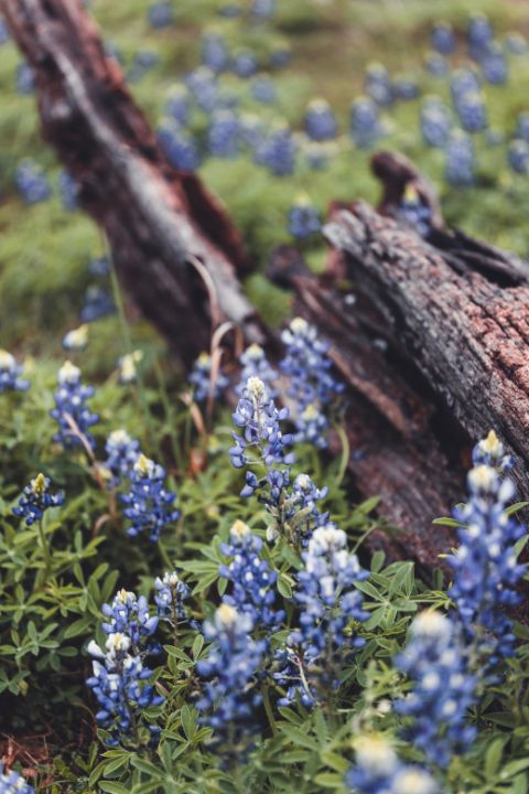 Fallen Tree in Bluebonnet Field - John Manuel Photography - Photography ...