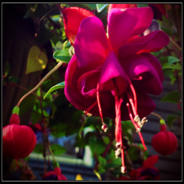 Fancy Fuschia - Harmony Hands Art - Photography, Flowers, Plants ...