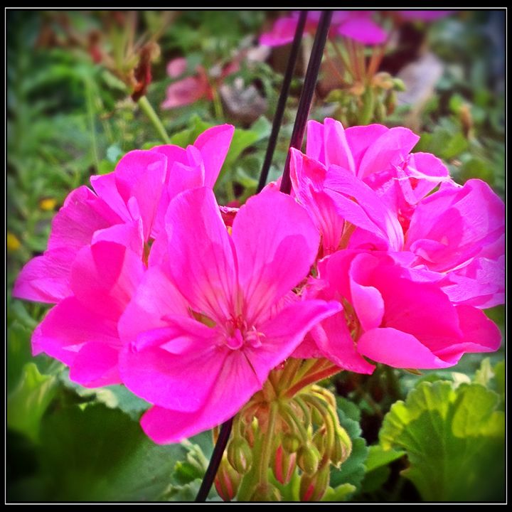 Passion Pink Geranium - Harmony Hands Art - Photography, Flowers ...
