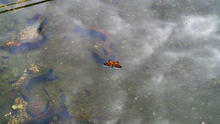 Butterflies on water - Perfect Reflections Photography - Photography ...