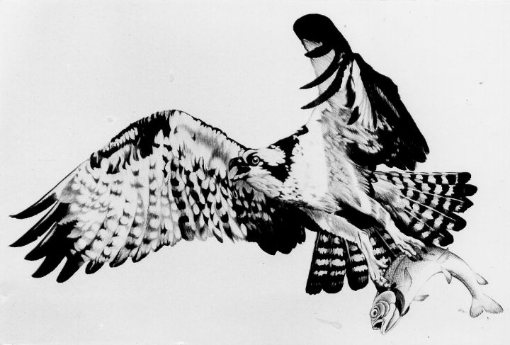 The Catch - Robert Filbey - Paintings & Prints, Animals, Birds, & Fish ...