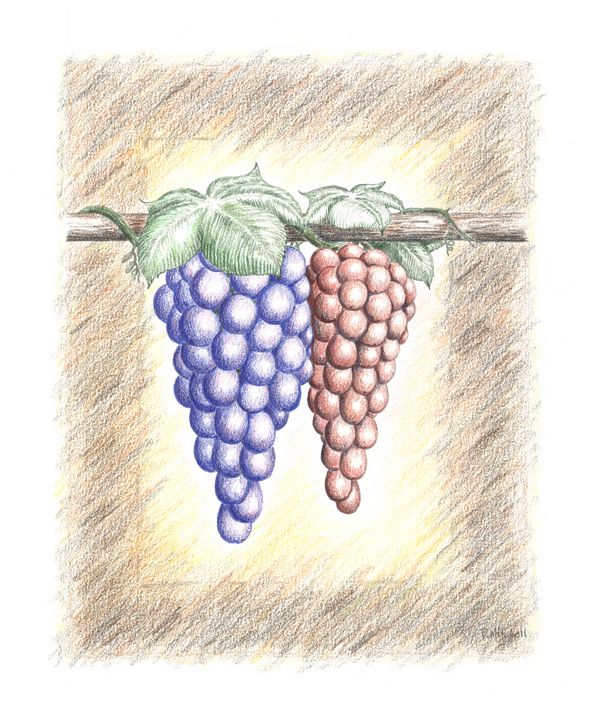 Two Bunches of Grapes (Right) - Darren Mitchell - Drawings ...