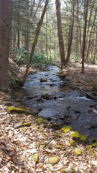 Stream in the Woods - Megan - Photography, Landscapes & Nature, Rivers ...