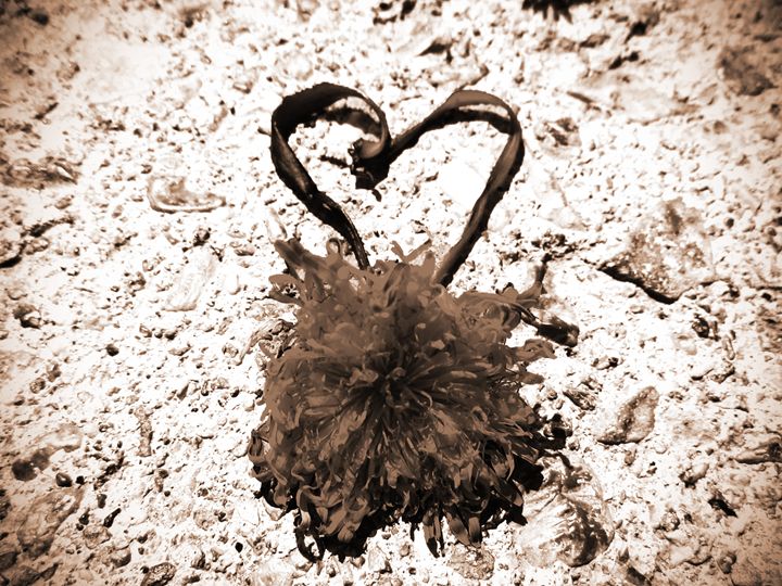 Tinted Heart - S. Brown Photography - Photography, Flowers, Plants ...