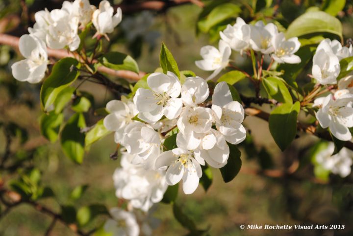 Flowering Apple tree branch - Mike Rochette Visual Arts - Photography ...