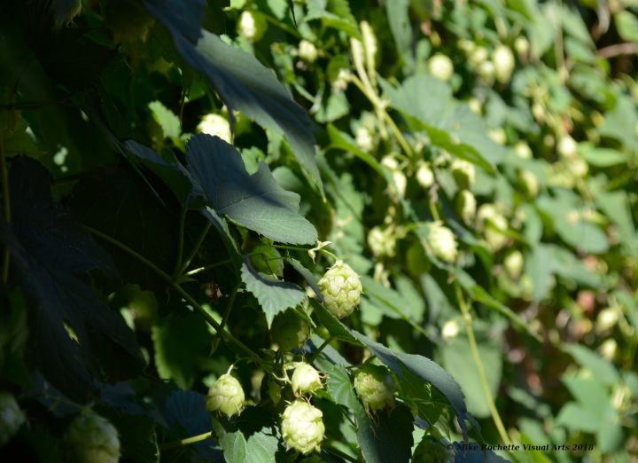 Hop Fruits - Mike Rochette Visual Arts - Photography, Flowers, Plants ...