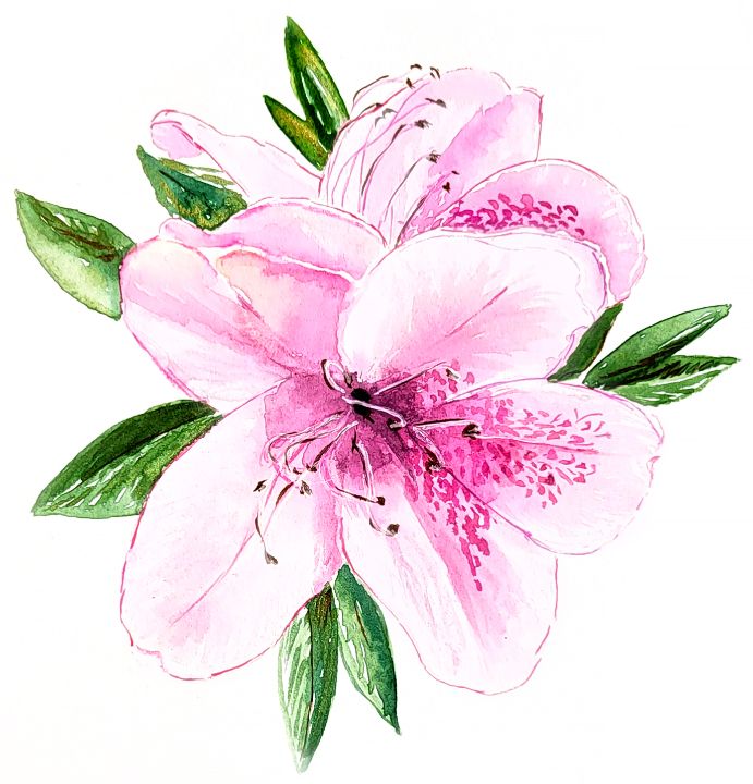 Pink Azalea - The Charmed Azalea - Paintings & Prints, Flowers, Plants ...