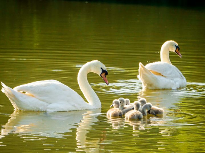 When the Mother Leads: The Swan Family Gliding Through Nature’s ...