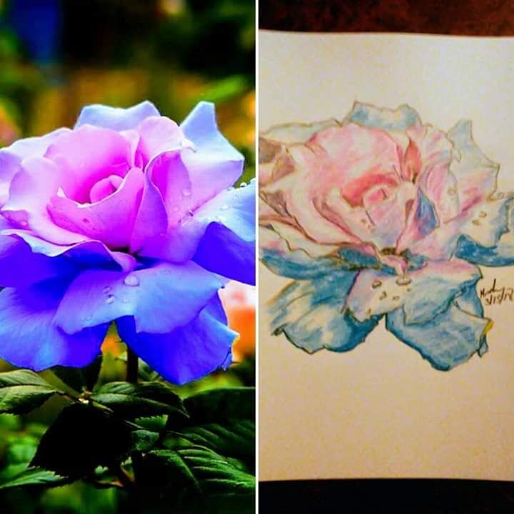 Rain Drop Flower - Creative.Dredz - Drawings & Illustration, Flowers ...