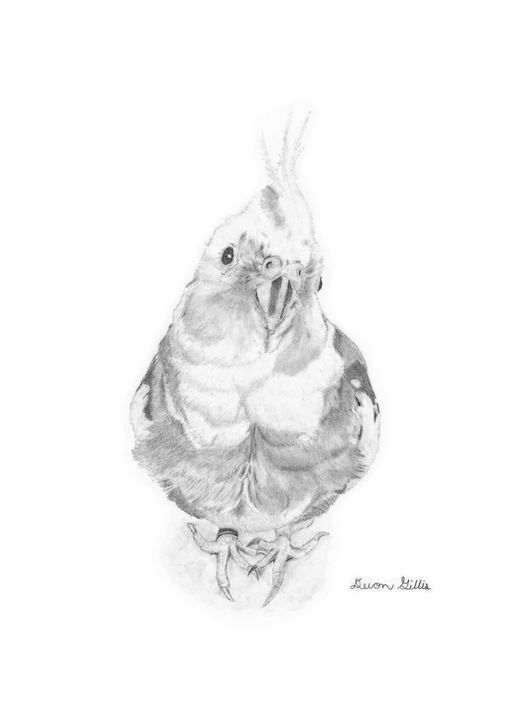Cockatiel Drawing