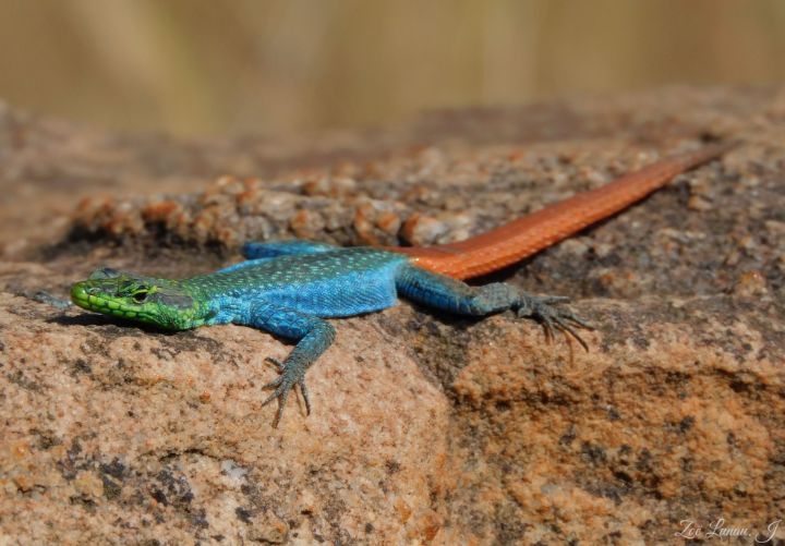 Natal Flat Lizard - Zoë LJ Photography - Photography, Animals, Birds ...