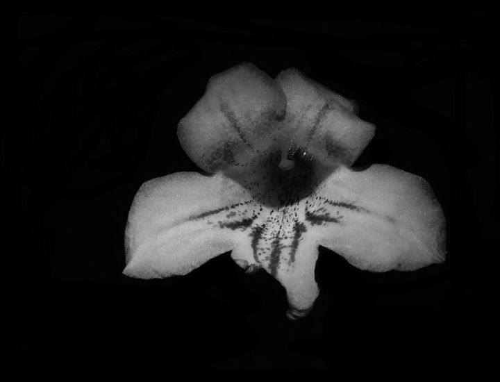 African Primrose - Zoe LJ Photography - Photography, Flowers, Plants ...