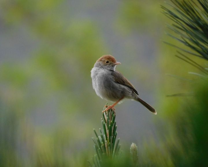 Neddicky - Zoë LJ Photography - Photography, Animals, Birds, & Fish ...