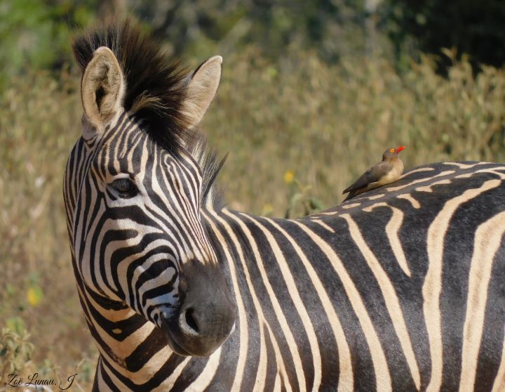Zebra and Red-Billed Oxpecker - Zoë LJ Photography - Photography ...