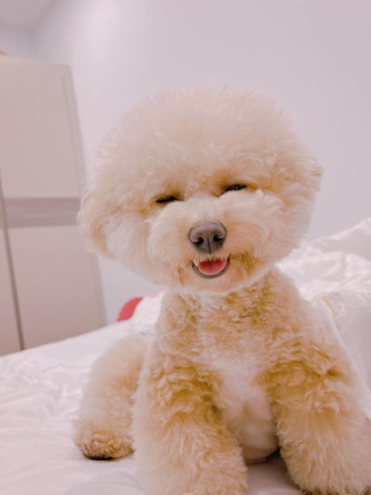 Lovely Dogs - Photography