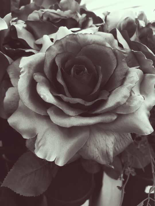 Rustic Rose - Burnam Designs - Photography, Flowers, Plants, & Trees ...